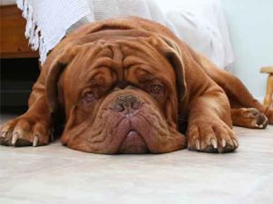 Chien avec bourrelet: 9 races incontournables - MonToutoo