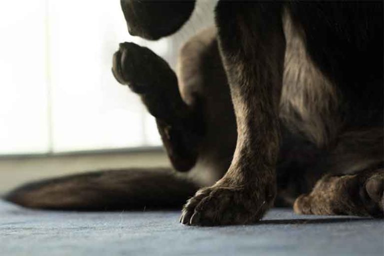 Mon chien sent le fer - MonToutoo Mon chien sent le fer - MonToutoo