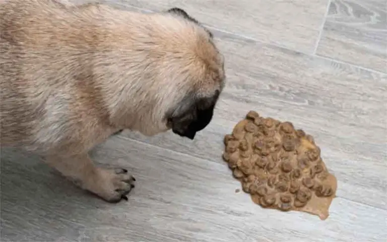 Mon chien vomit ses croquettes entières, ce qu'il faut savoir - MonToutoo