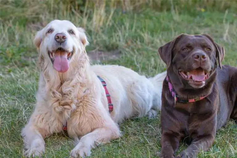 Comment reconnaître un labrador pure race (caractéristiques et astuces ...