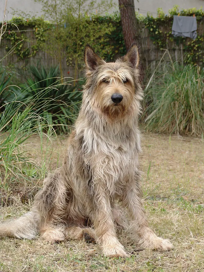 Chien de berger: toutes les races en détails (avec photos) - MonToutoo