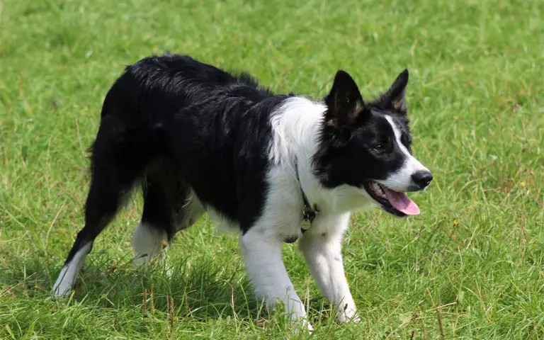 Chien de berger noir et blanc: le top 5 - MonToutoo