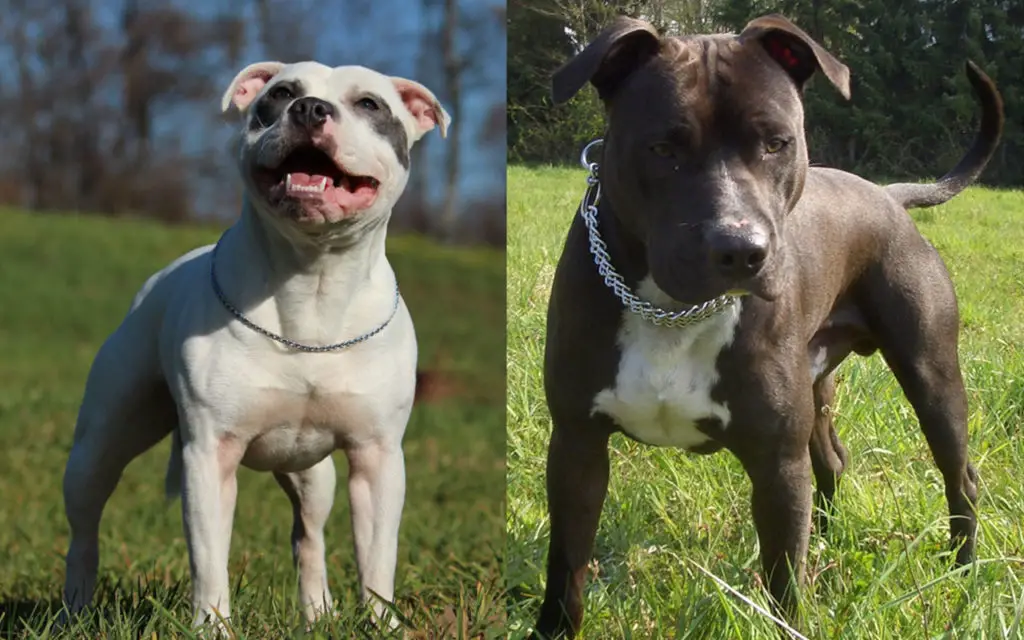 Différence entre le Staff et le Staffie: comparatif complet - MonToutoo