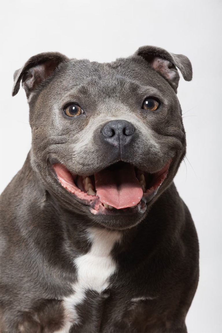 Différence entre le Staff et le Staffie: comparatif complet - MonToutoo